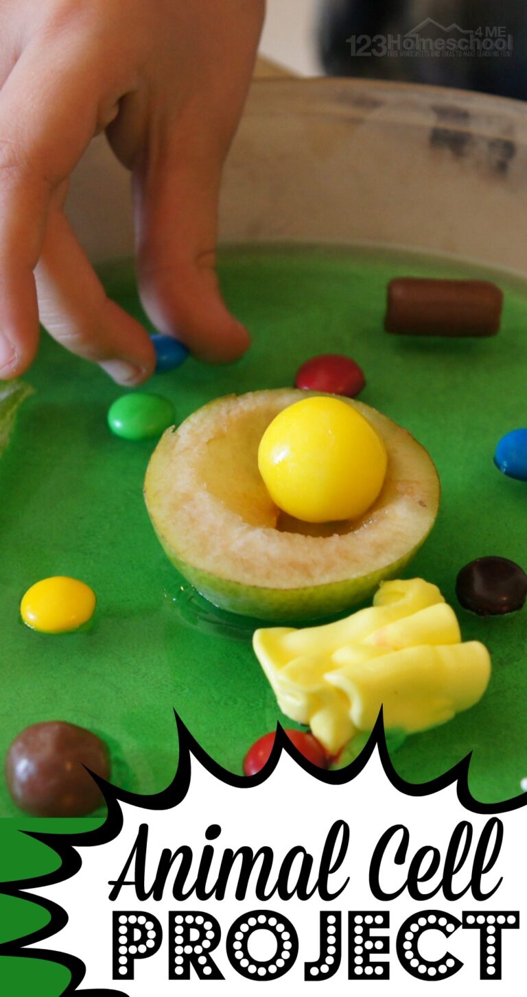 Super Cute Edible Jello Animal Cell Model Project for Kids