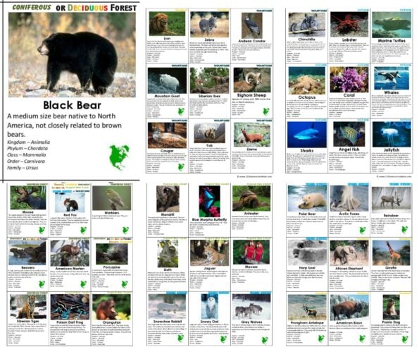 🐘🐪🦍FREE Printable Animal Habitat Game – Exploring Biomes for Kids