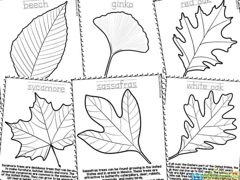 coloring pages for fall leaves