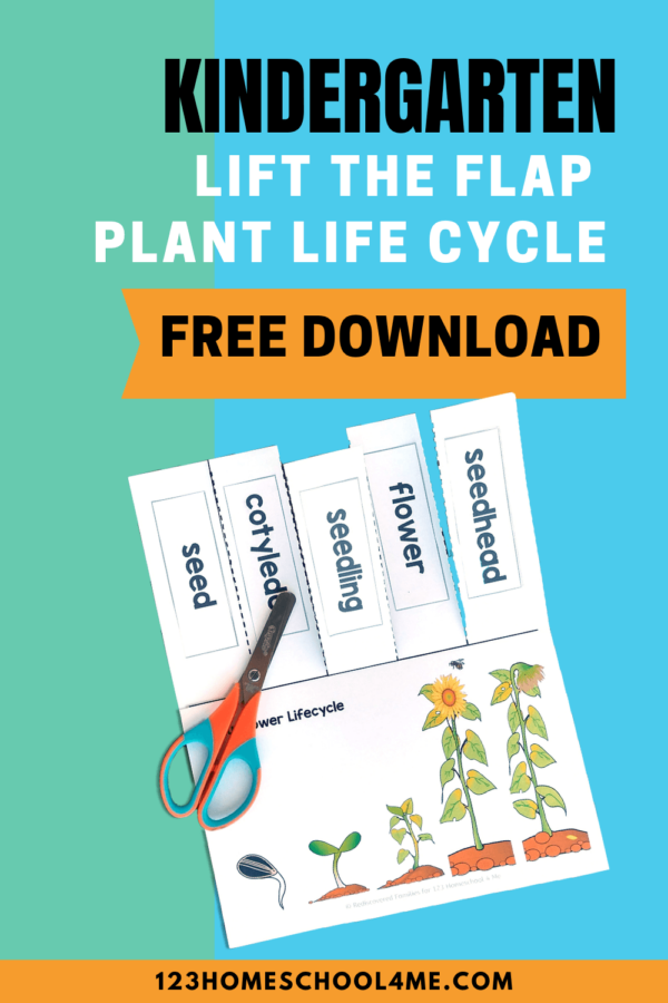 🌻 FREE Printable The Life Cycle Of A Plant Lift The Flap Book