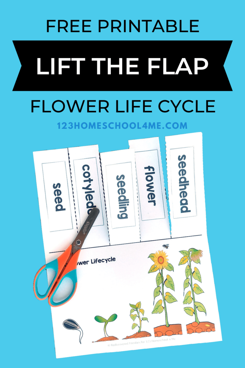 🌻 FREE Life Cycle of a Sunflower Worksheet Printables
