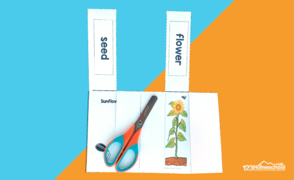 🌻 FREE Printable The Life Cycle Of A Plant Lift The Flap Book