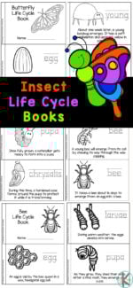 FREE Black Bear Life Cycle Worksheets for Kids