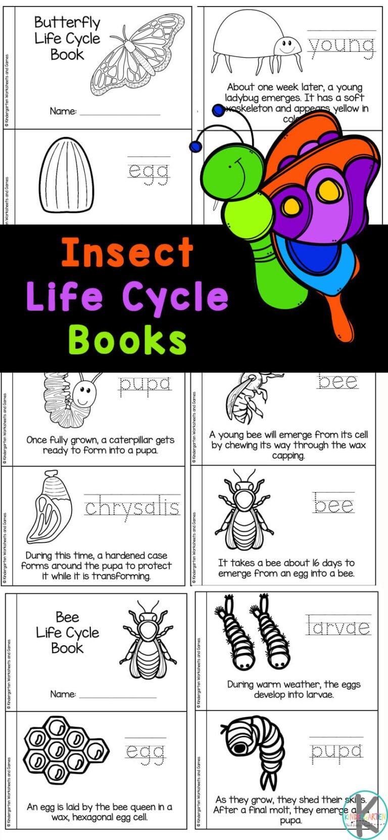 FREE Black Bear Life Cycle Worksheets for Kids