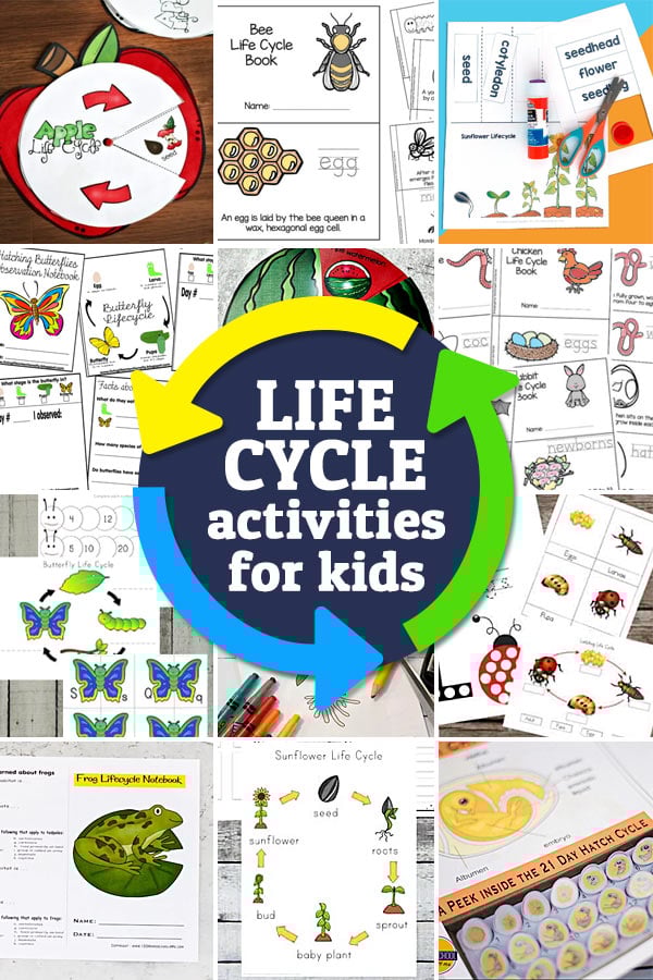 Teach kids about 50 Animal and Plant Life Cycles - FREE Worksheets