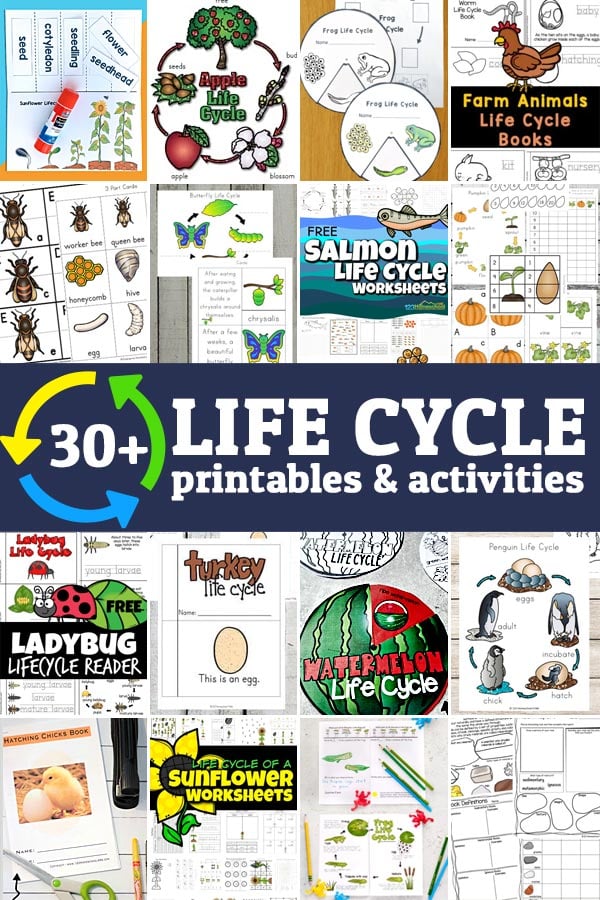 Teach kids about 50 Animal and Plant Life Cycles - FREE Worksheets