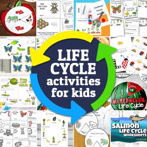 Teach kids about 50 Animal and Plant Life Cycles - FREE Worksheets