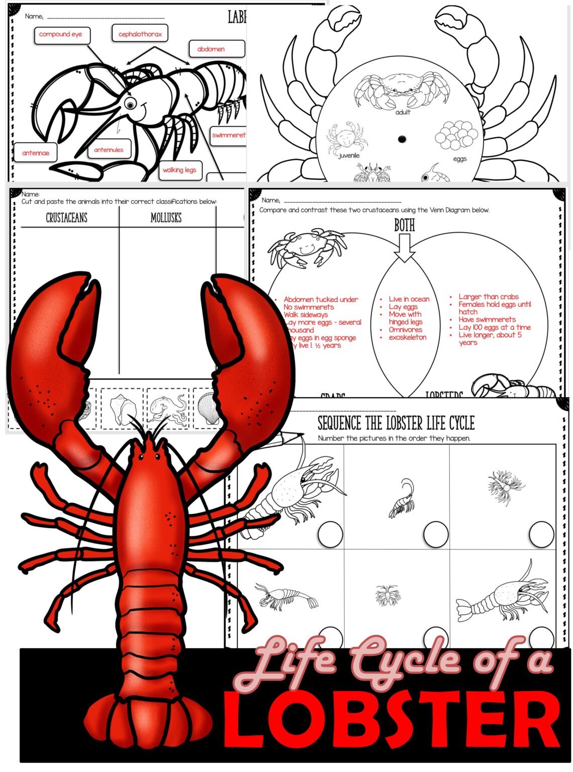 FREE Black Bear Life Cycle Worksheets for Kids