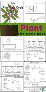 🌱 Plants for Kids - Botany Experiments, Activities, and Worksheets