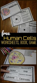 Life-Size Human Body Project for Kids - FREE Skeleton Bones & Organ ...
