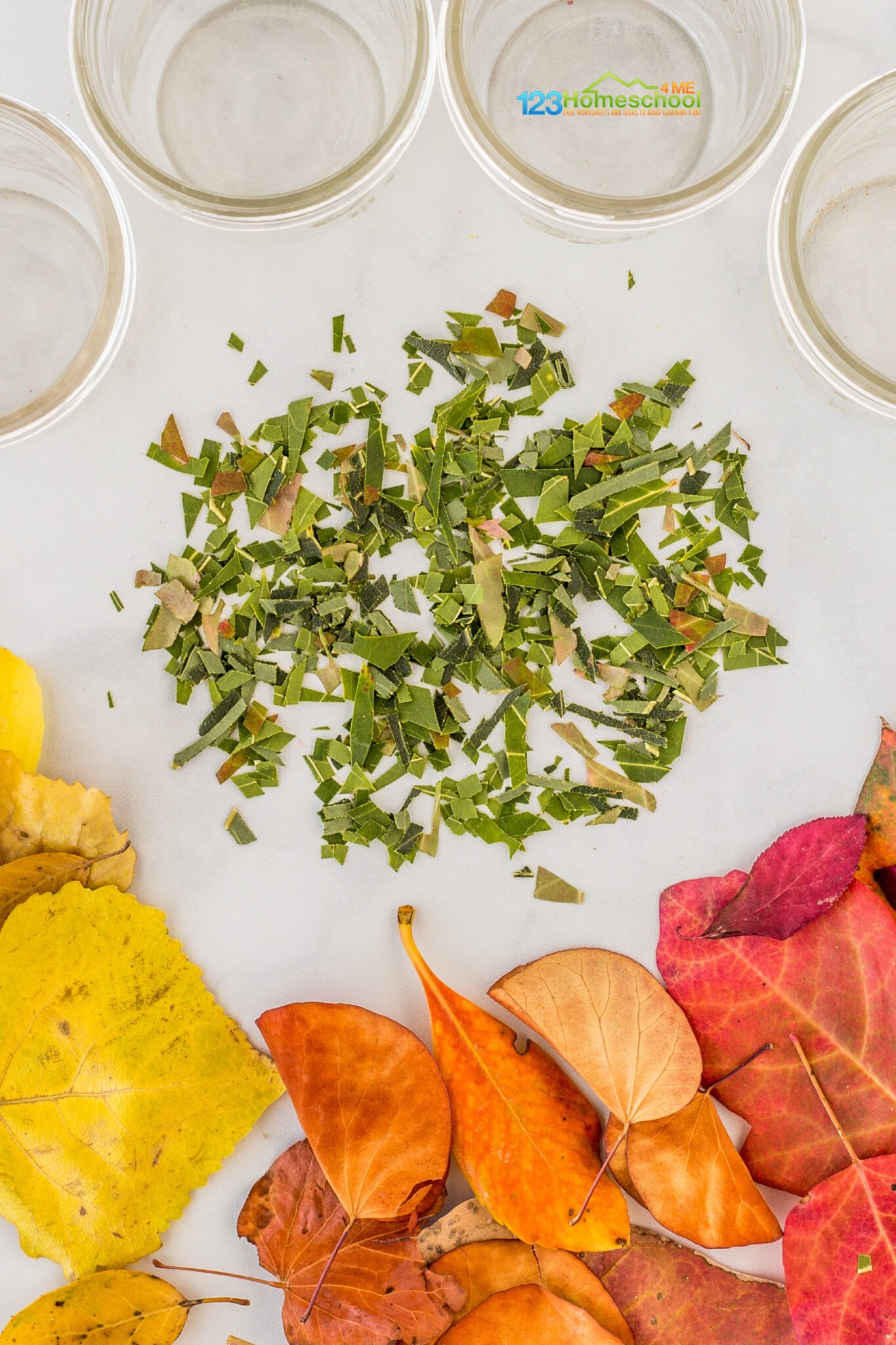 🍂 Why do Leaves Change Color Experiment for Kids