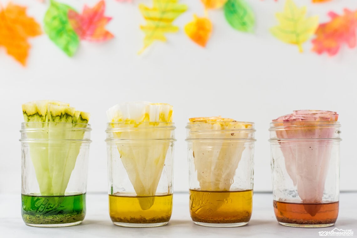 🍂 Why do Leaves Change Color Experiment for Kids