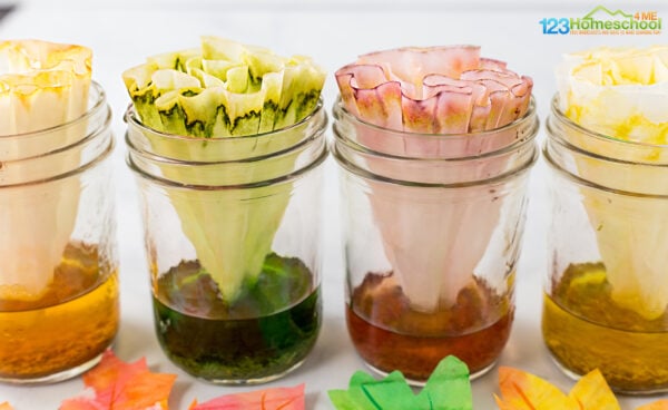 🍂 Why do Leaves Change Color Experiment for Kids