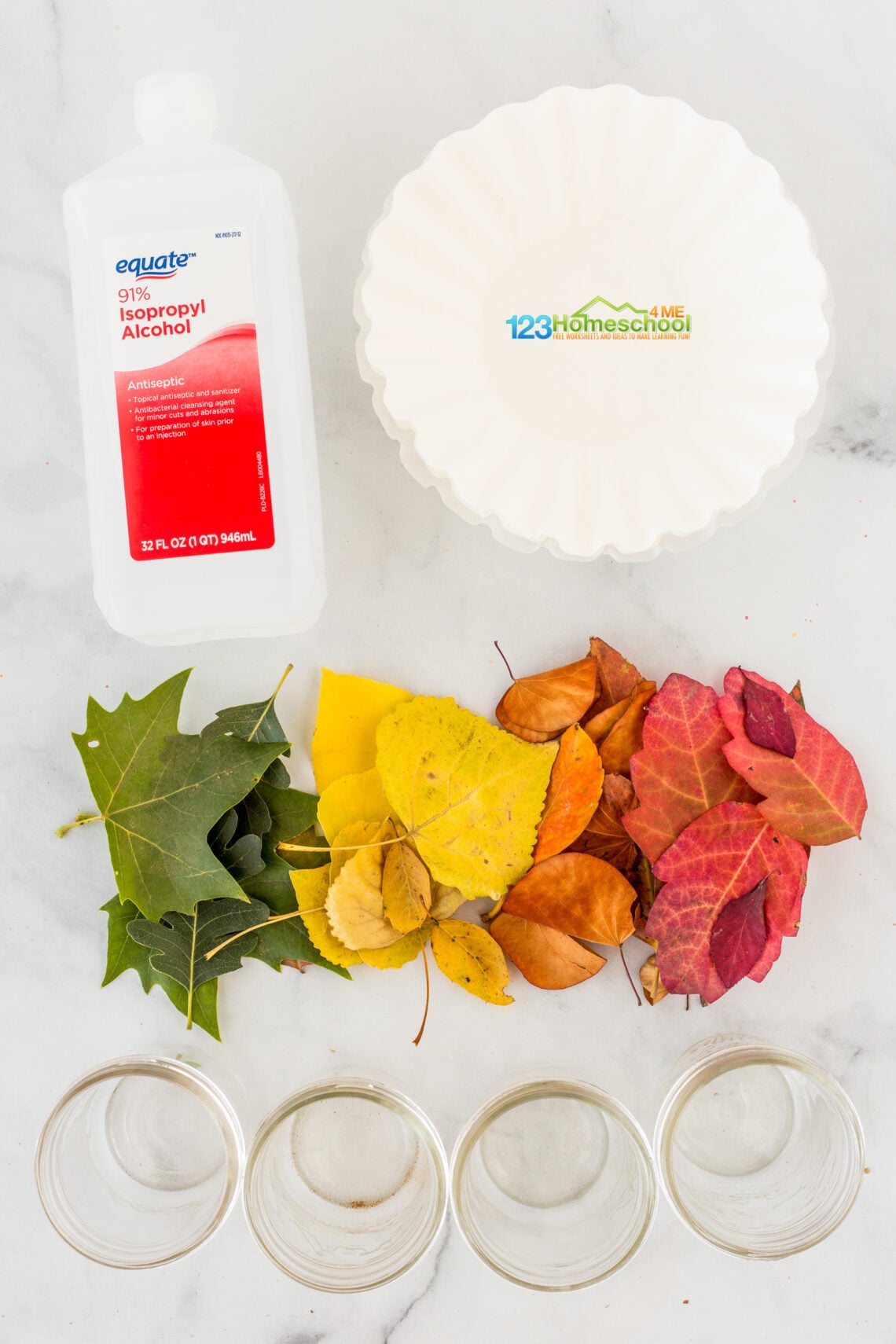 🍂 Why do Leaves Change Color Experiment for Kids