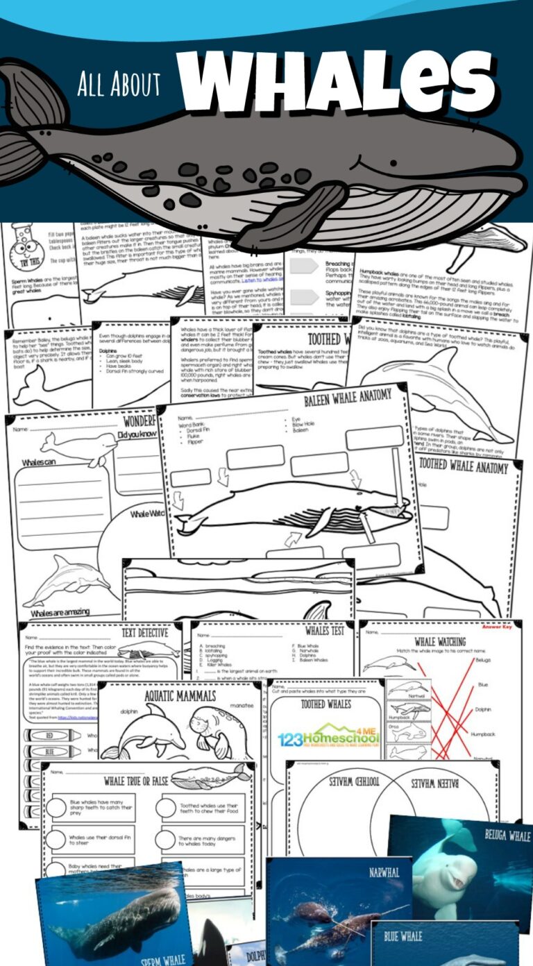 All About Whales Lesson w/ Facts, Worksheets, Printables & more!