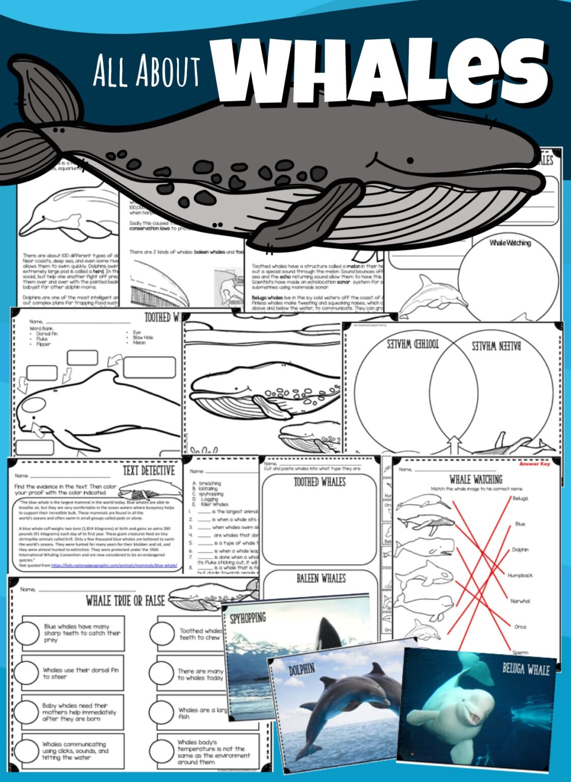 All About Whales Lesson w/ Facts, Worksheets, Printables & more!