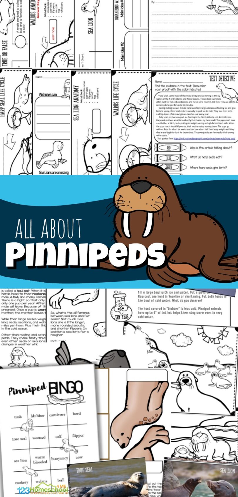 All About Pinnipeds for Kids - Seals, Sea Lions, & Walrus Worksheets
