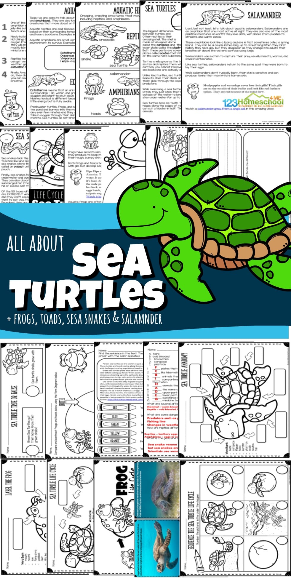 🐢🐸🐍 Aquatic Herps for Kids (Sea Turtles, Frogs, Salamanders)