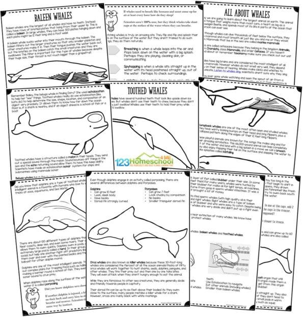 All About Whales Lesson w/ Facts, Worksheets, Printables & more!