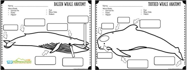 All About Whales Lesson w/ Facts, Worksheets, Printables & more!