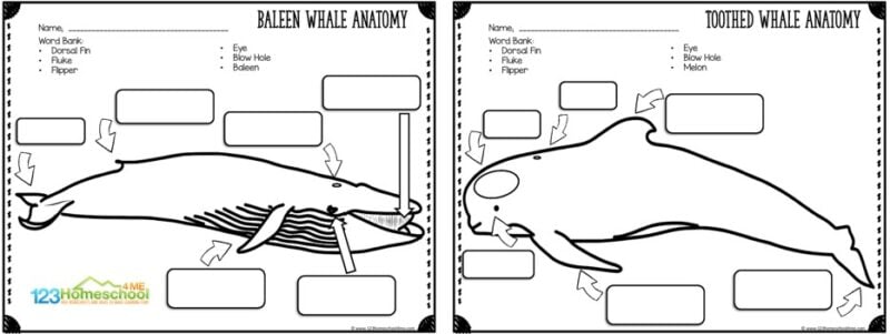 All About Whales Lesson