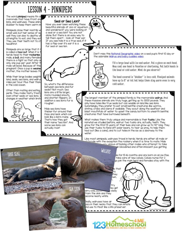 All About Pinnipeds for Kids - Seals, Sea Lions, & Walrus Worksheets