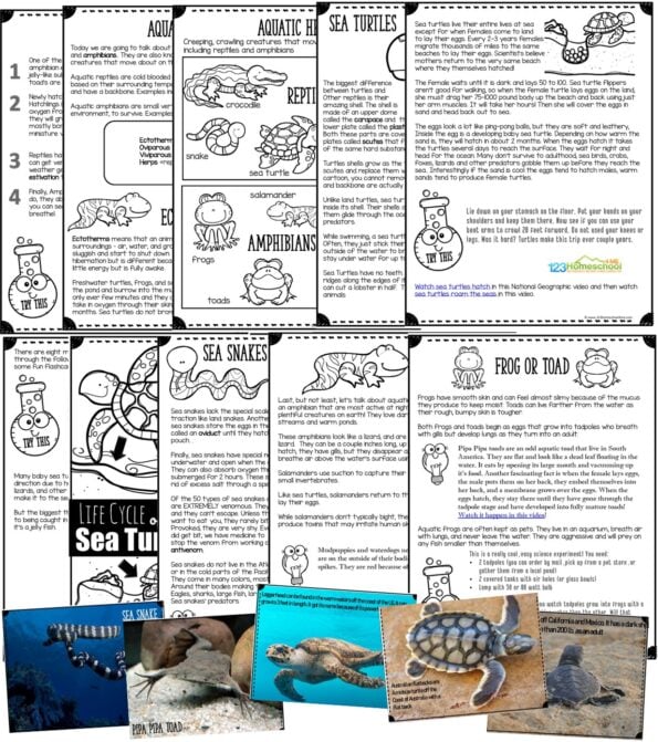 🐢 FREE Life Cycle of a Sea Turtle for Kids Printable Reader