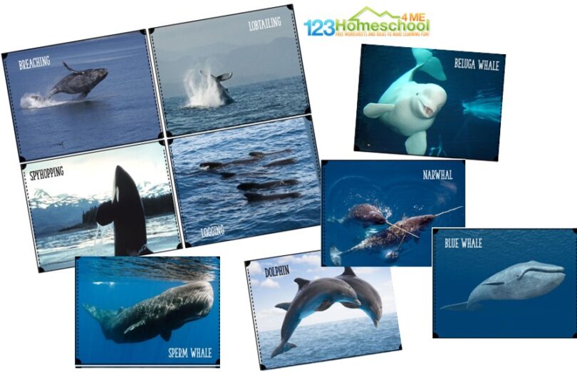 All About Whales Lesson w/ Facts, Worksheets, Printables & more!