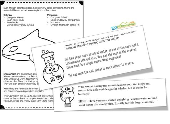 All About Whales Lesson w/ Facts, Worksheets, Printables & more!