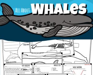 HUGE Ocean Animals Lesson