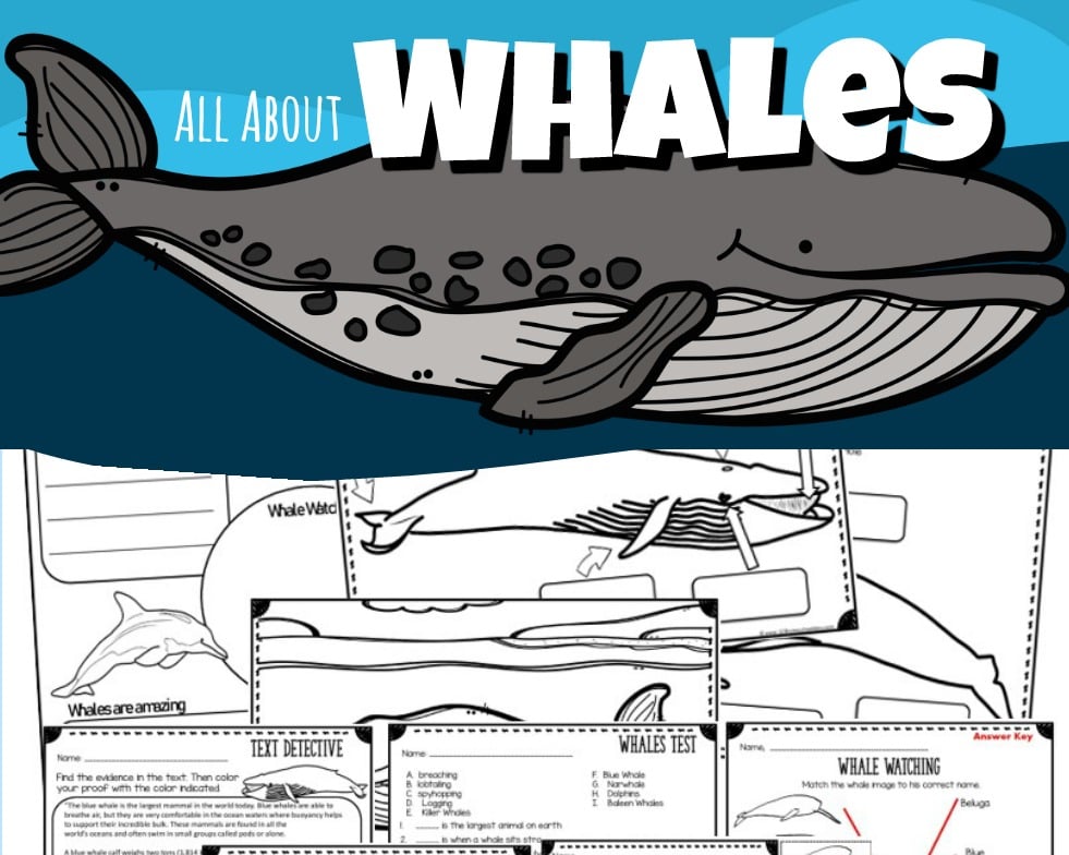 HUGE Ocean Animals Lesson