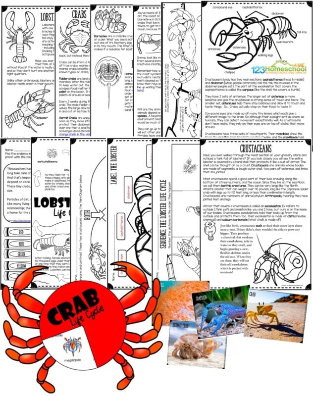 🦀🦑 Learn All About Crustaceans, Mollusks & Cephalopods for Kids