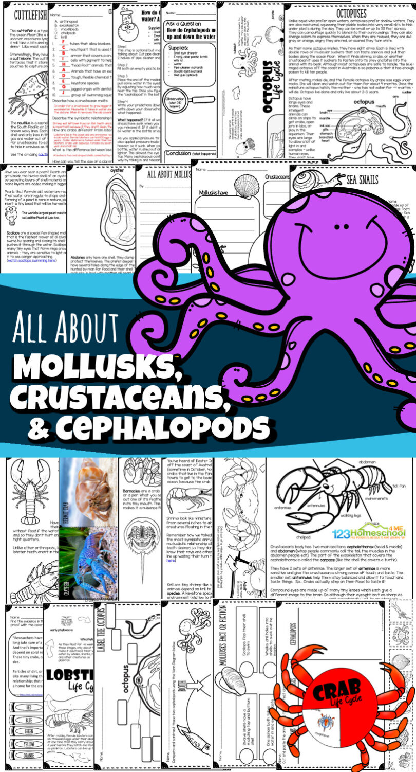 🦀🦑 Learn All About Crustaceans, Mollusks & Cephalopods for Kids
