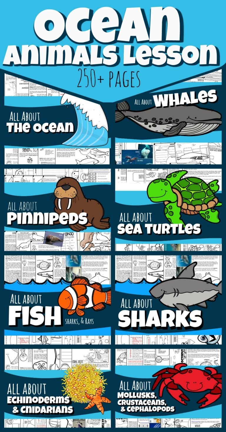 HUGE Ocean Animals Lesson