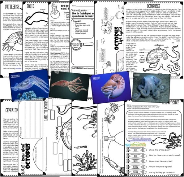 🦀🦑 Learn All About Crustaceans, Mollusks & Cephalopods for Kids
