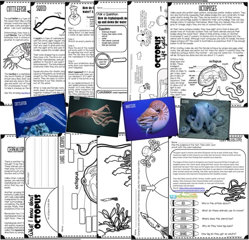 Ocean Animals UNIT - 123 Homeschool 4 Me