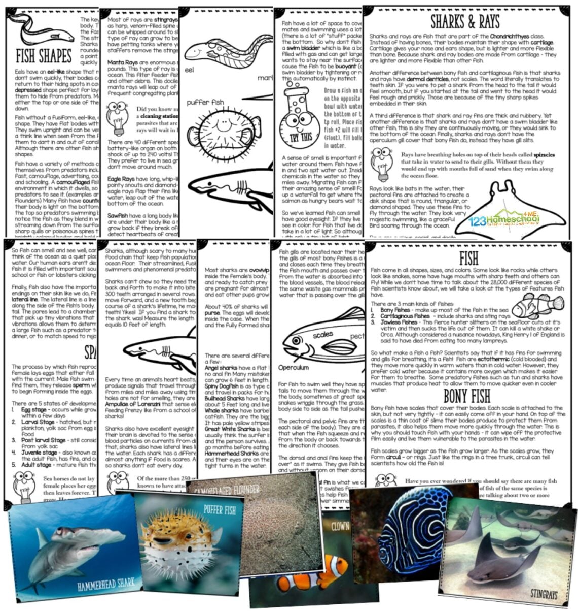 🐠🦈All About Fish, Sharks, and Rays - Lesson K-8th