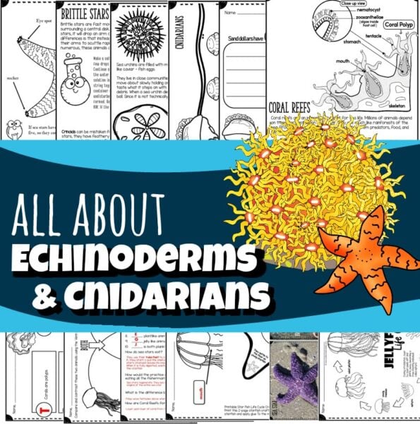 All About Echinoderms & Cnidarians (Jellyfish, Sea Stars, Sand Dollars ...