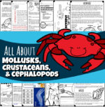 🦀🦑 Learn All About Crustaceans, Mollusks & Cephalopods for Kids