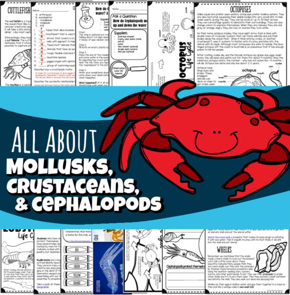 Ocean Animals UNIT - 123 Homeschool 4 Me