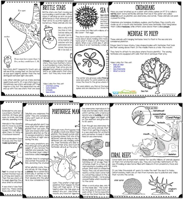 All About Echinoderms & Cnidarians (Jellyfish, Sea Stars, Sand Dollars ...