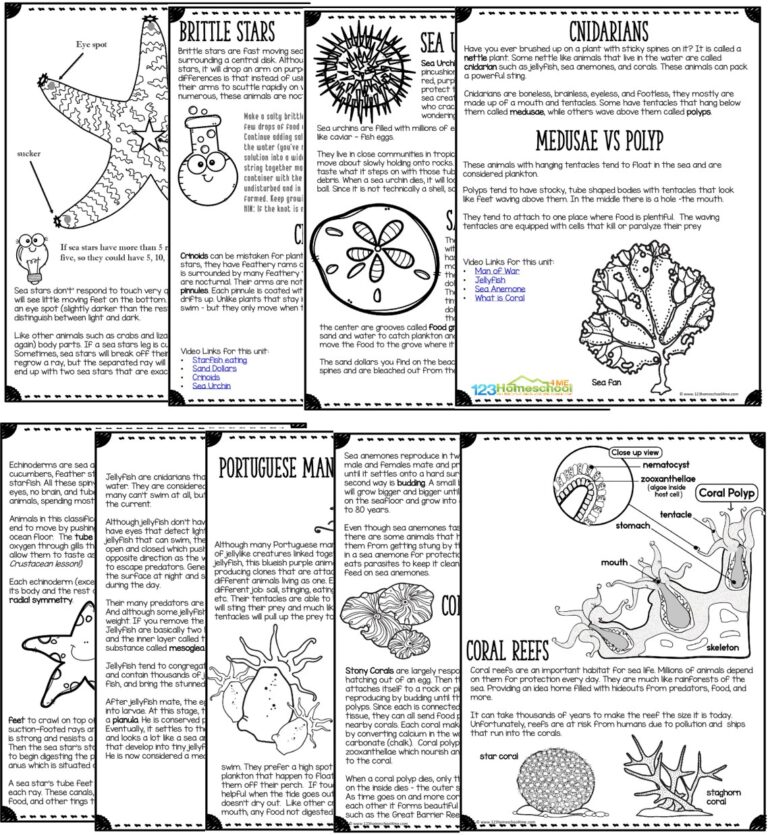 All About Echinoderms & Cnidarians (Jellyfish, Sea Stars, Sand Dollars ...