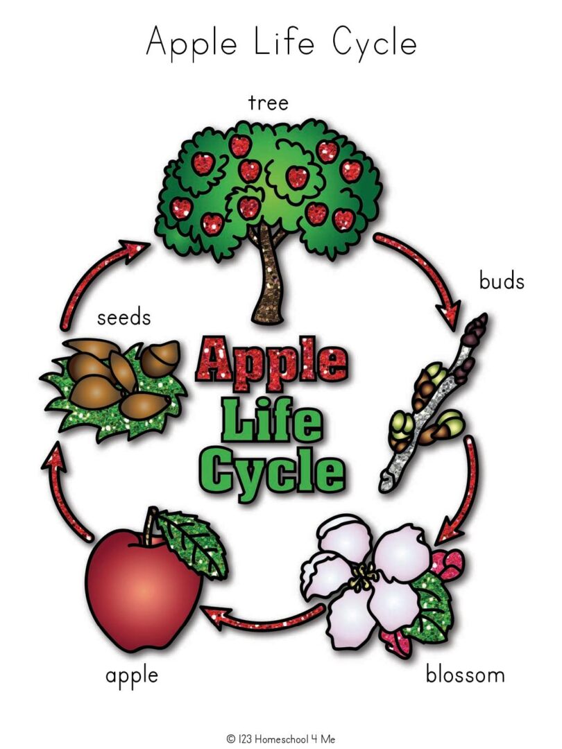 🍎 FREE Apple Life Cycle Printable Worksheets