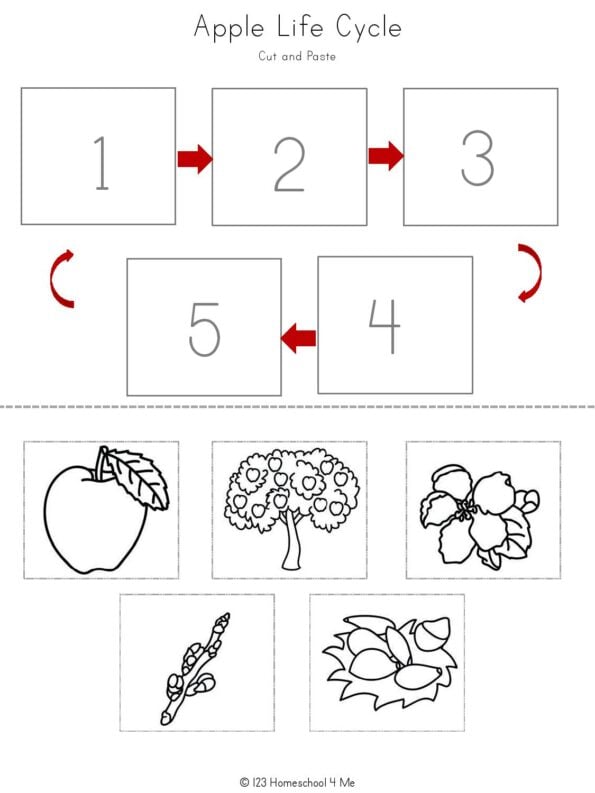 🍎 FREE Apple Life Cycle Printable Worksheets