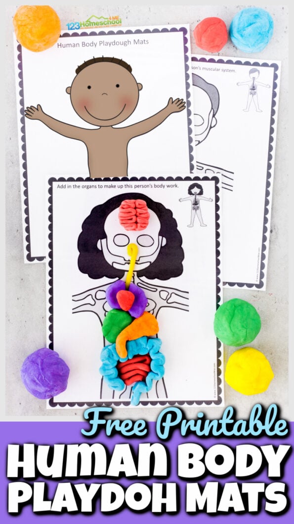 🦴 EPIC Skeletal System Projects Ideas for Kids
