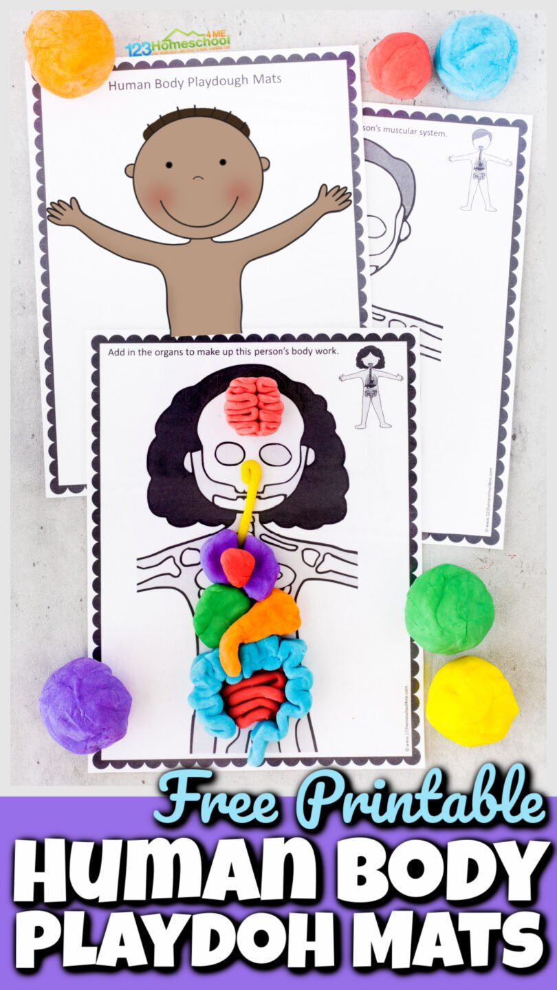 🧠 25 Human Body for Kids Activity Ideas, Worksheets, & MORE