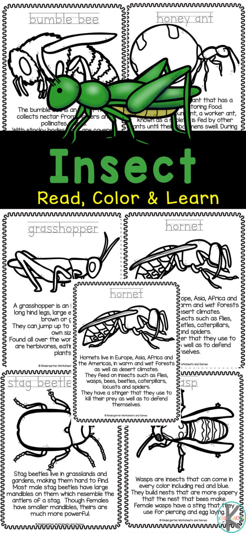 🦗🦟🦋🐞 FREE Printable Insect Worksheets for Kids