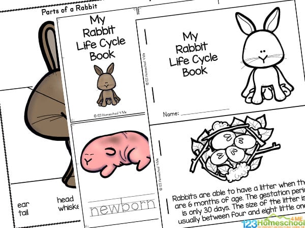 Bunny Rabbit Life Cycle Diagram