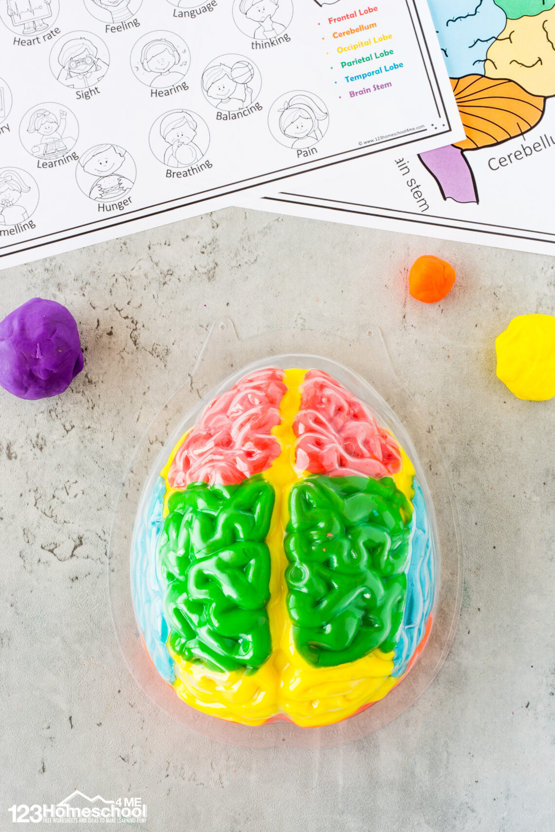 Parts Of The Brain Activity For Kids Brain Diagram And Worksheets For
