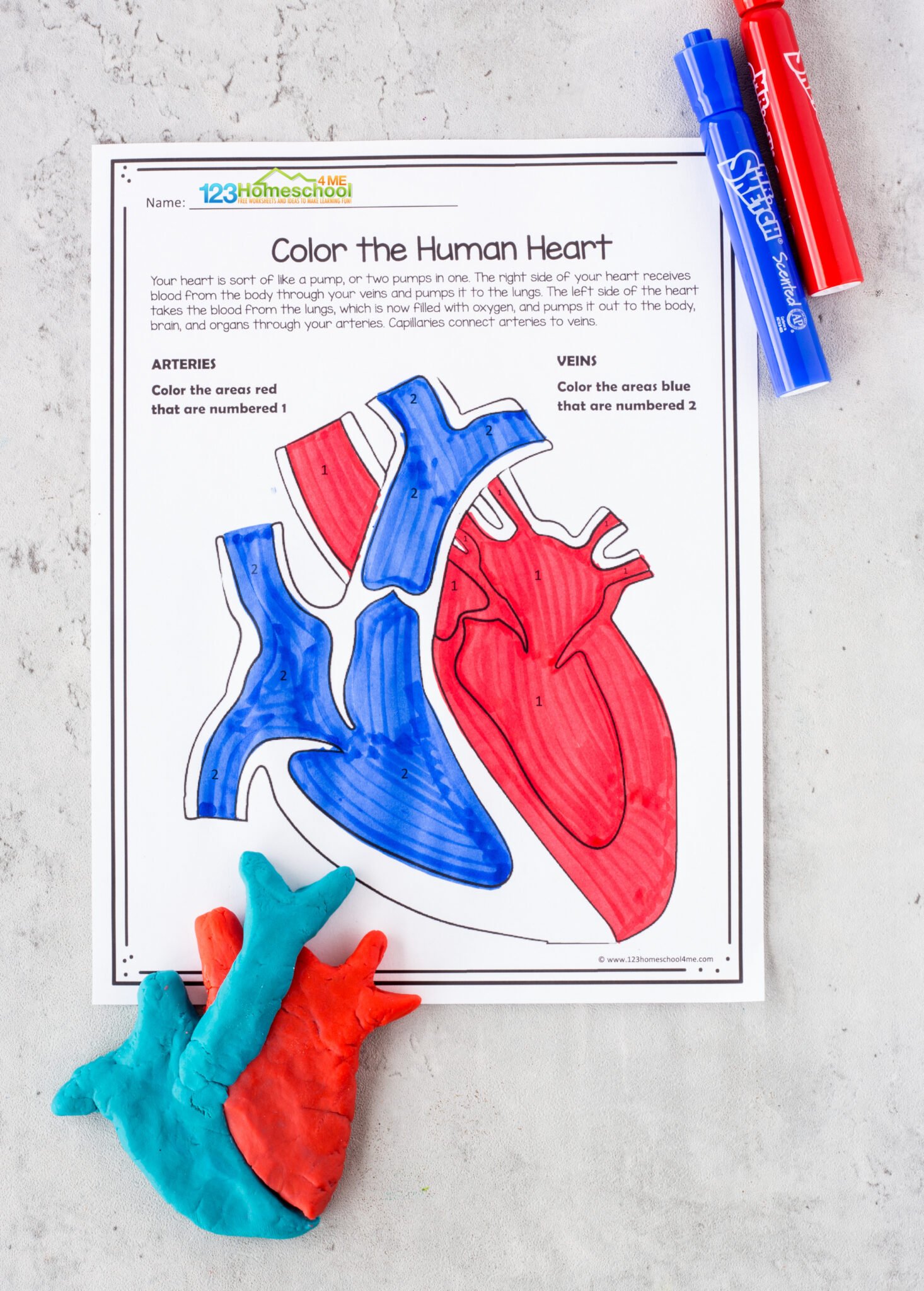 Human Heart for Kids: 2 Fun Heart Models plus Worksheets